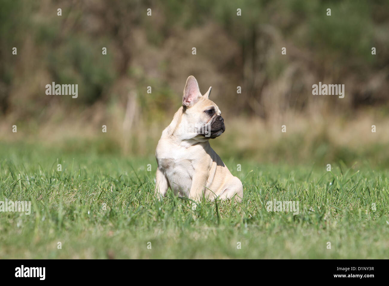 Dog French Bulldog / Bouledogue Français fawn puppy sitting in a meadow ...