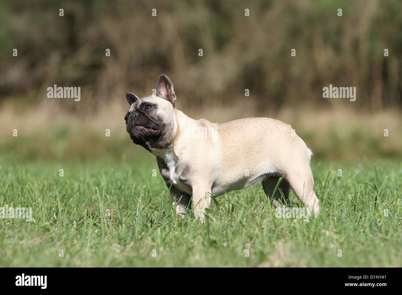 Dog French Bulldog / Bouledogue Français adult standard profile Stock ...