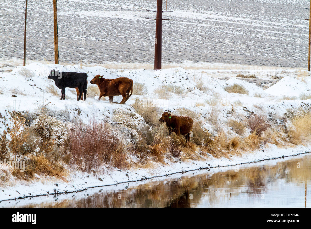 Range Cattle going to water in winter in Fernley Nevada Stock Photo - Alamy