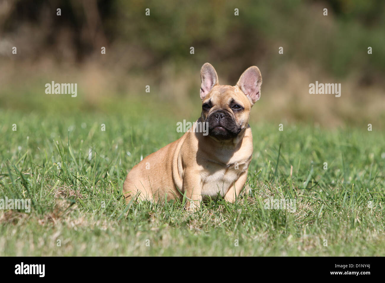 Dog French Bulldog / Bouledogue Français fawn puppy sitting in a meadow ...