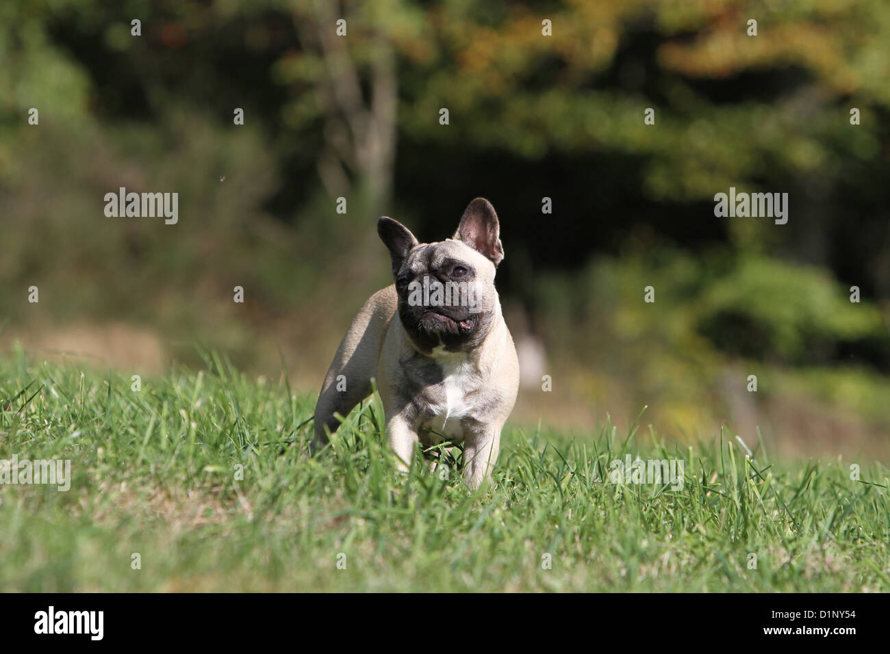 Dog French Bulldog / Bouledogue Français adult standing in a meadow ...