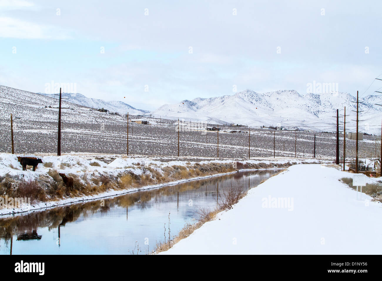 Range Cattle going to water in winter in Fernley Nevada Stock Photo - Alamy