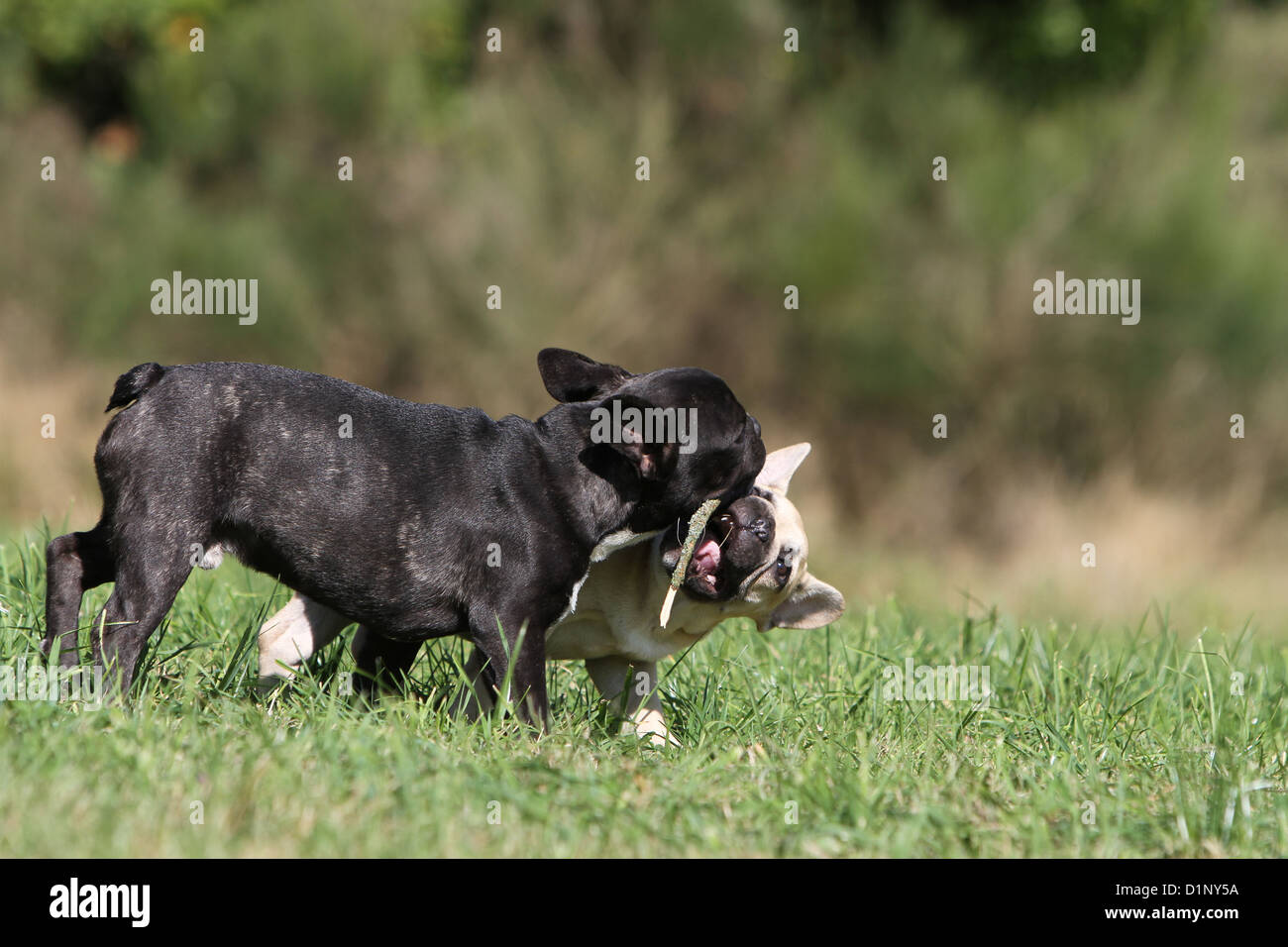 Dog French Bulldog / Bouledogue Français two puppies paying with a ...
