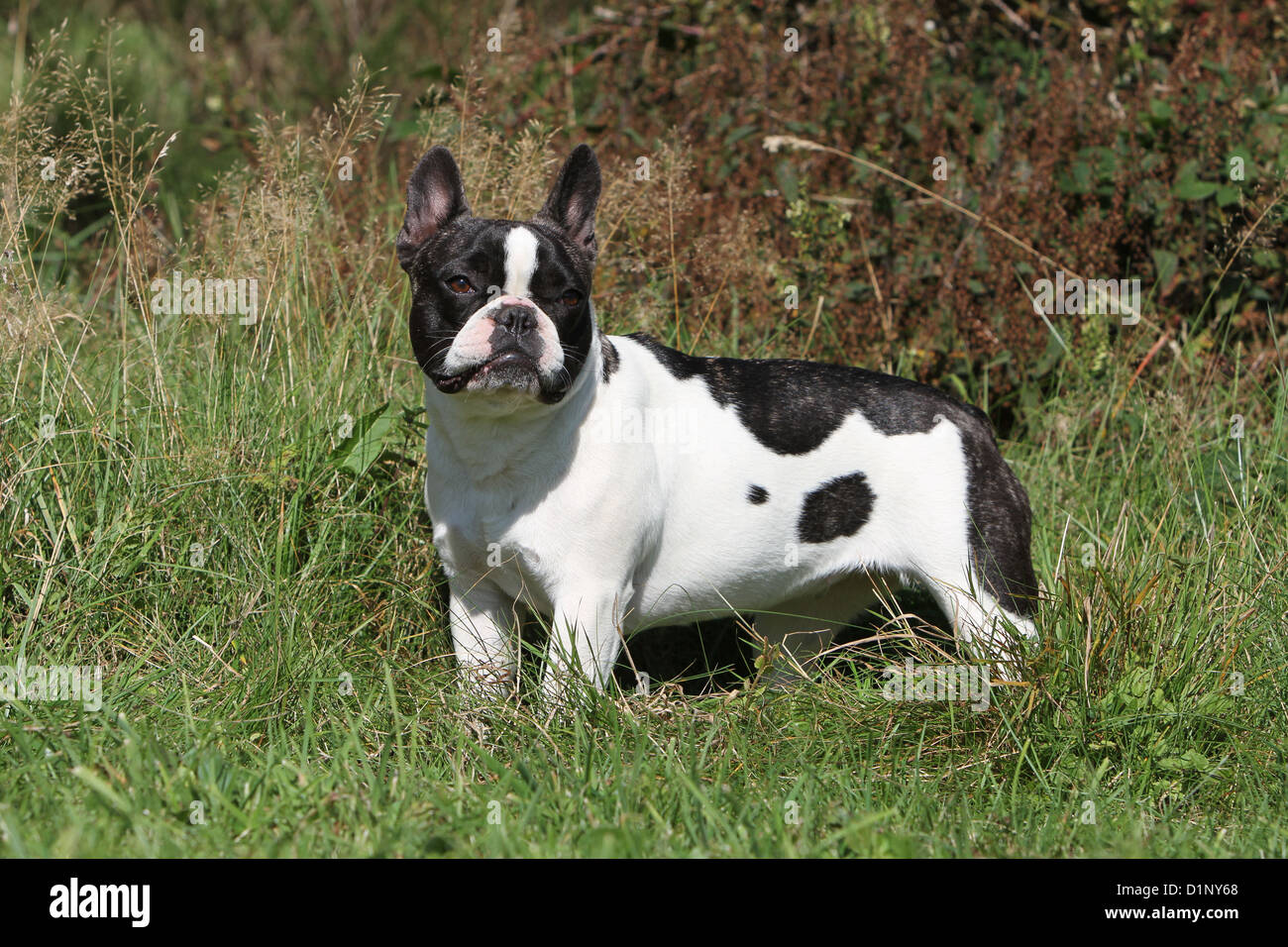 Adult French Bulldog