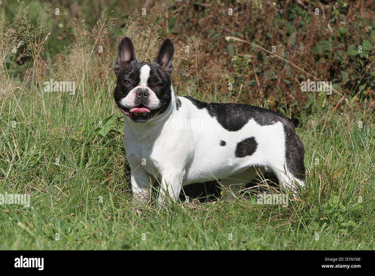 Dog French Bulldog / Bouledogue Français adult standard profile Stock ...