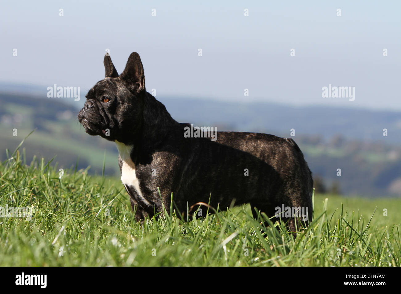 Dog French Bulldog / Bouledogue Français adult standard profile Stock ...