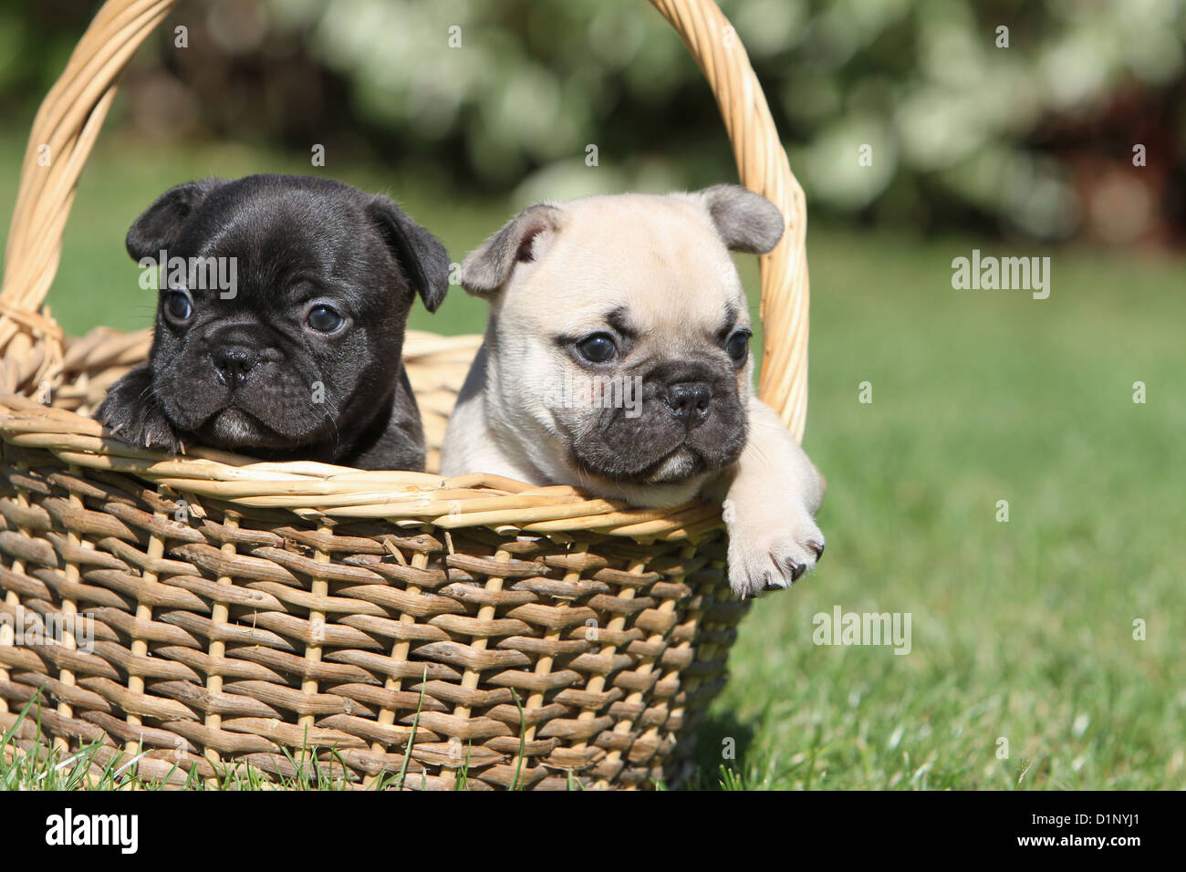 Two Puppies High Resolution Stock Photography and Images - Alamy