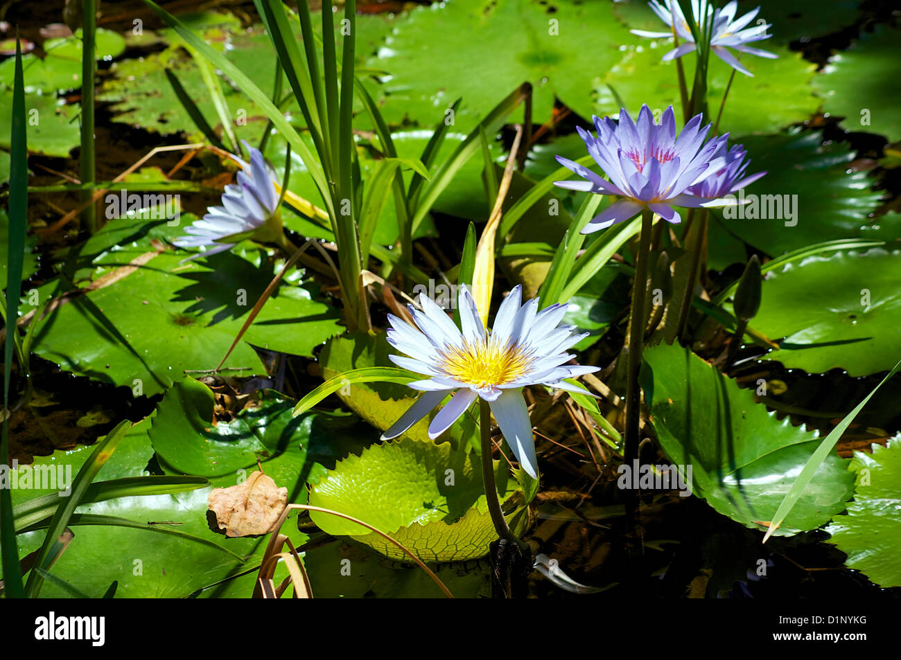 Blue Water Lilies High Resolution Stock Photography and Images - Alamy