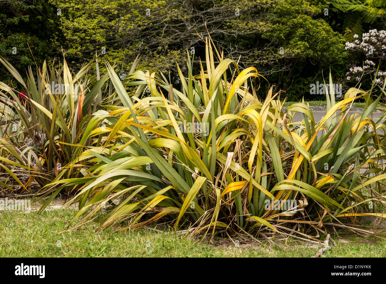 Flax leaf disease hi-res stock photography and images - Alamy