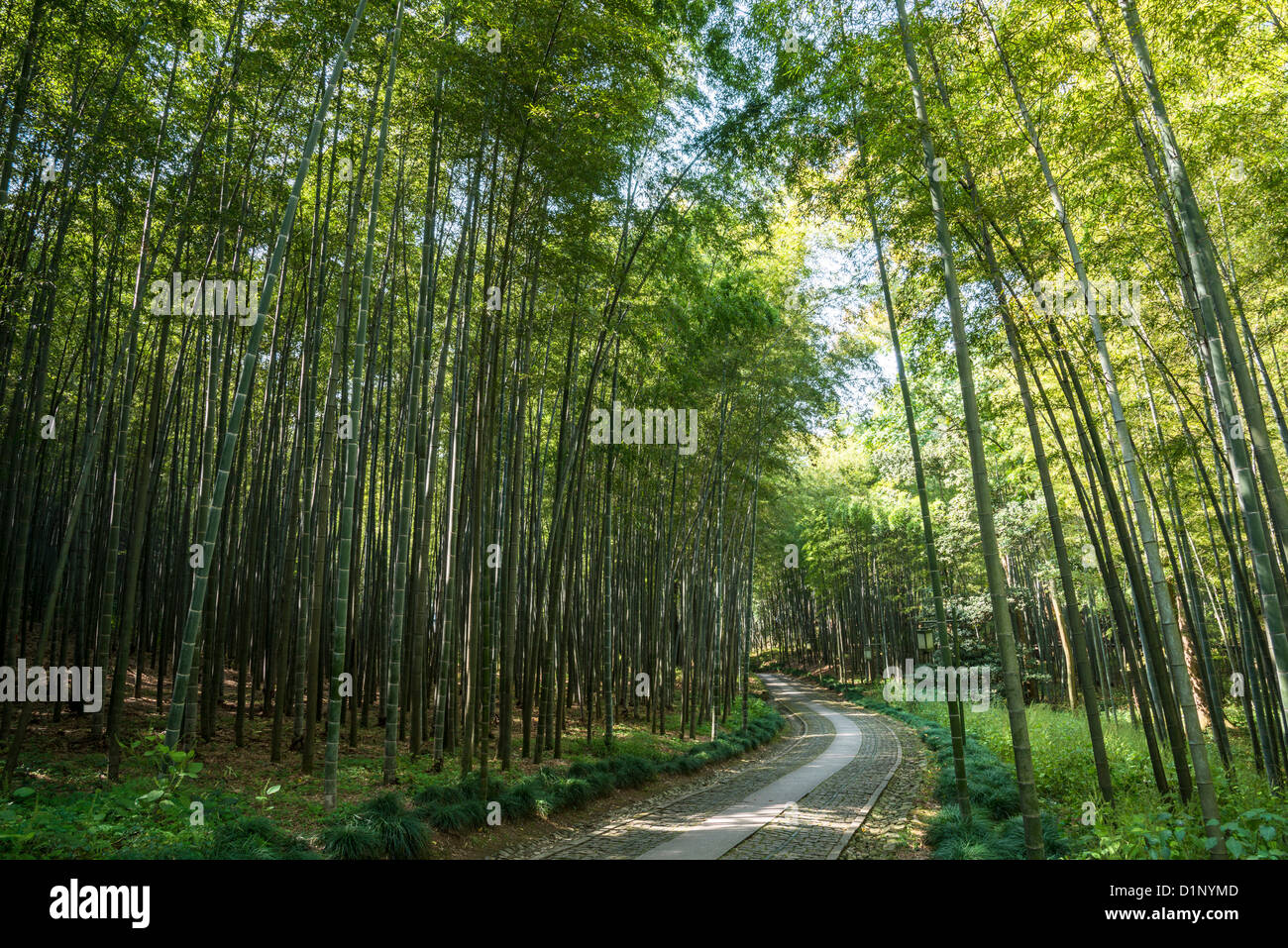 China Bamboo Forest Scenery High Resolution Stock Photography and ...