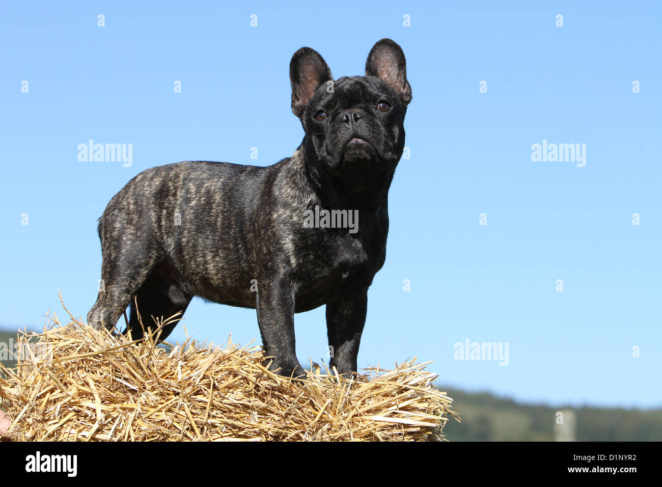 Dog French Bulldog / Bouledogue Français adult standard profile Stock ...