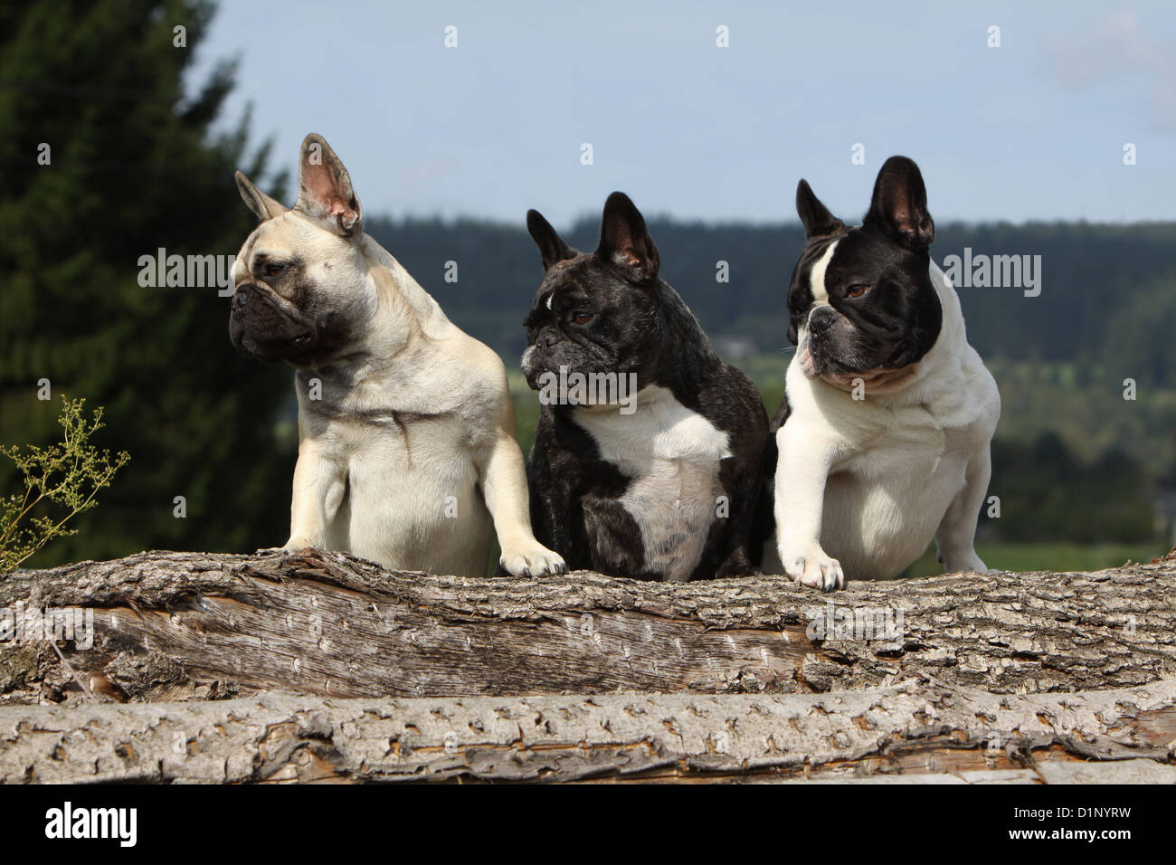 Frenchie colors hi-res stock photography and images - Alamy