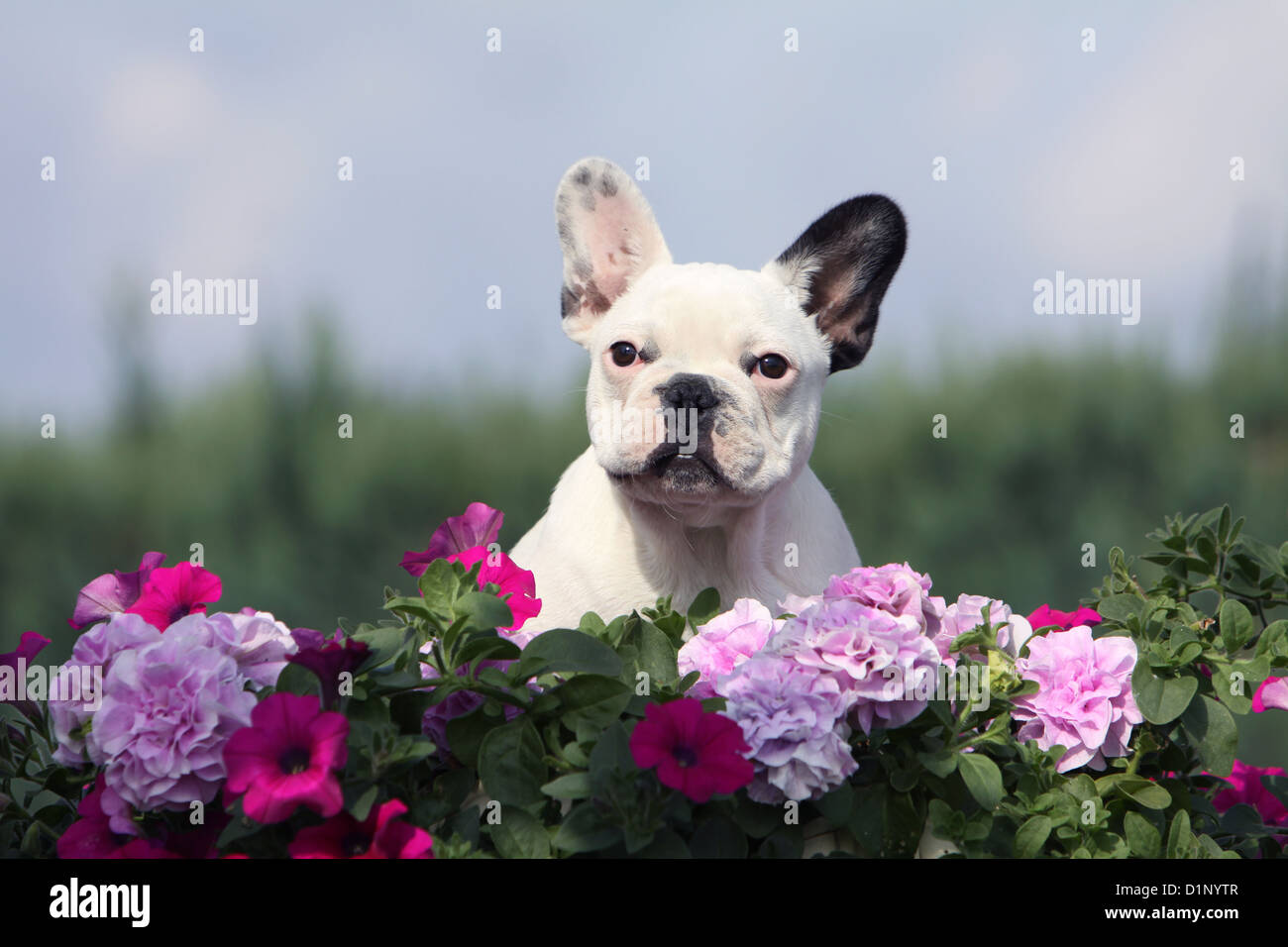 Pied french bulldog hi-res stock photography and images - Alamy