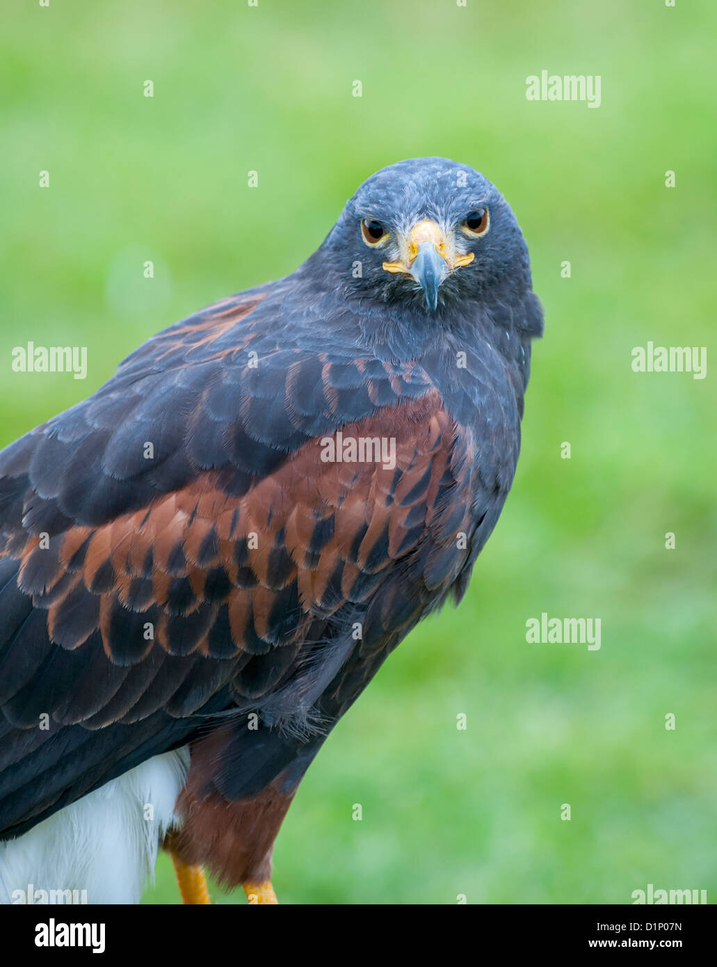 Harris hawk and talons hi-res stock photography and images - Alamy