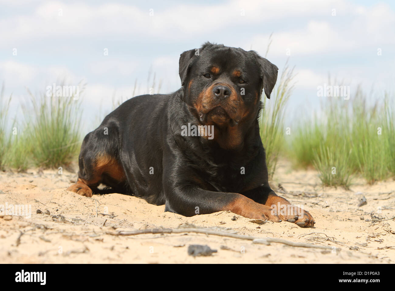 Dog Rottweiler adult lying down Stock Photo - Alamy