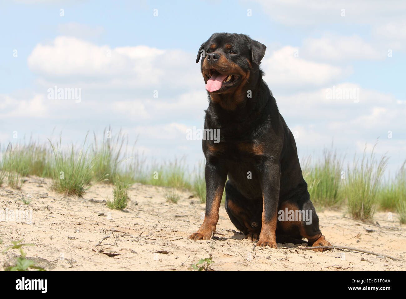 Dog Rottweiler adult sitting Stock Photo - Alamy