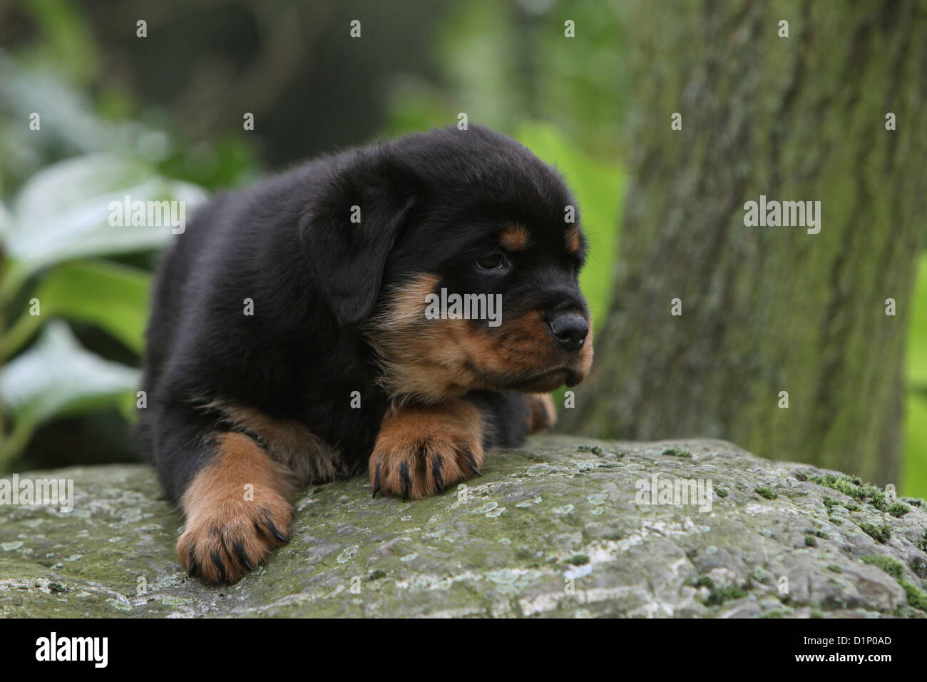 Dog Rottweiler puppy lying on rock Stock Photo - Alamy