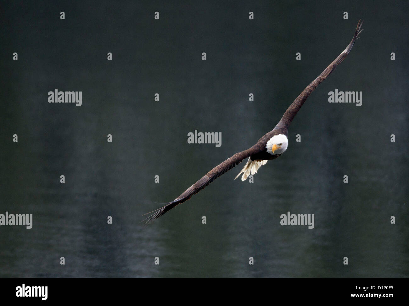 Dec 31, 2012 - Coeur d'Alene, Idaho, U.S. - A Bald Eagle, America's ...