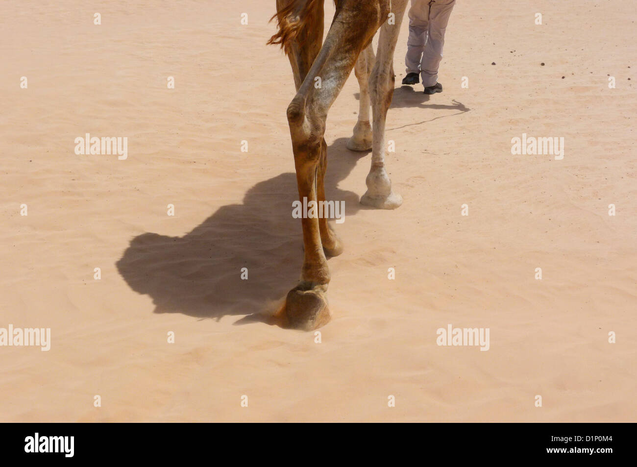 Camel leg hi-res stock photography and images - Alamy