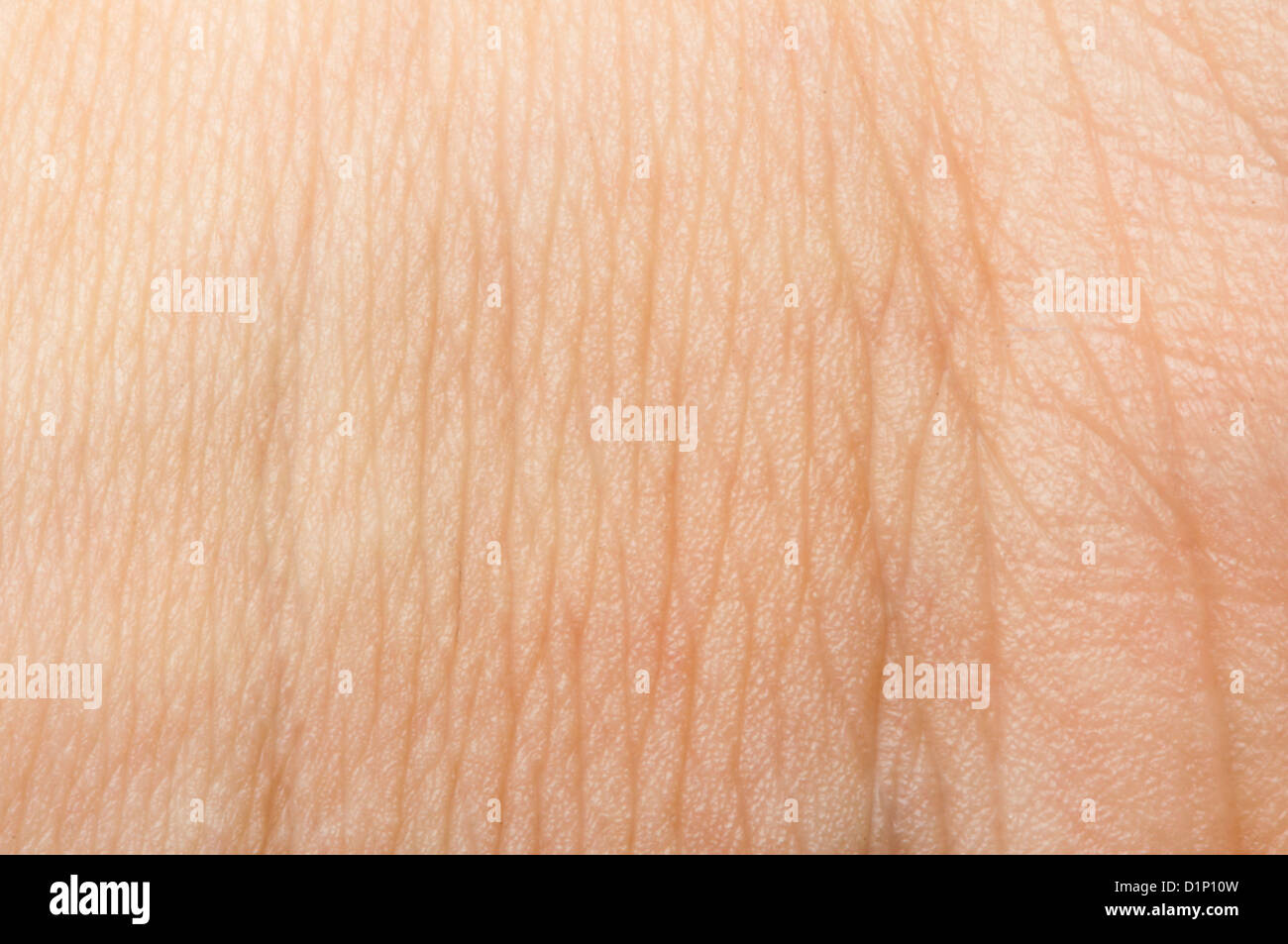Human skin close up. Structure of Skin Stock Photo - Alamy
