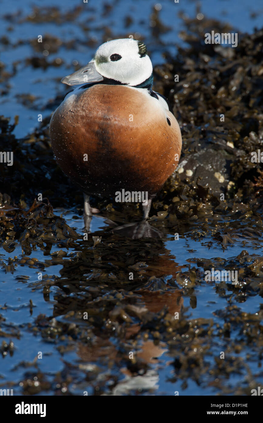 Steller's Eider Polysticta stelleri Varanger, Finnmark, Norway Stock ...