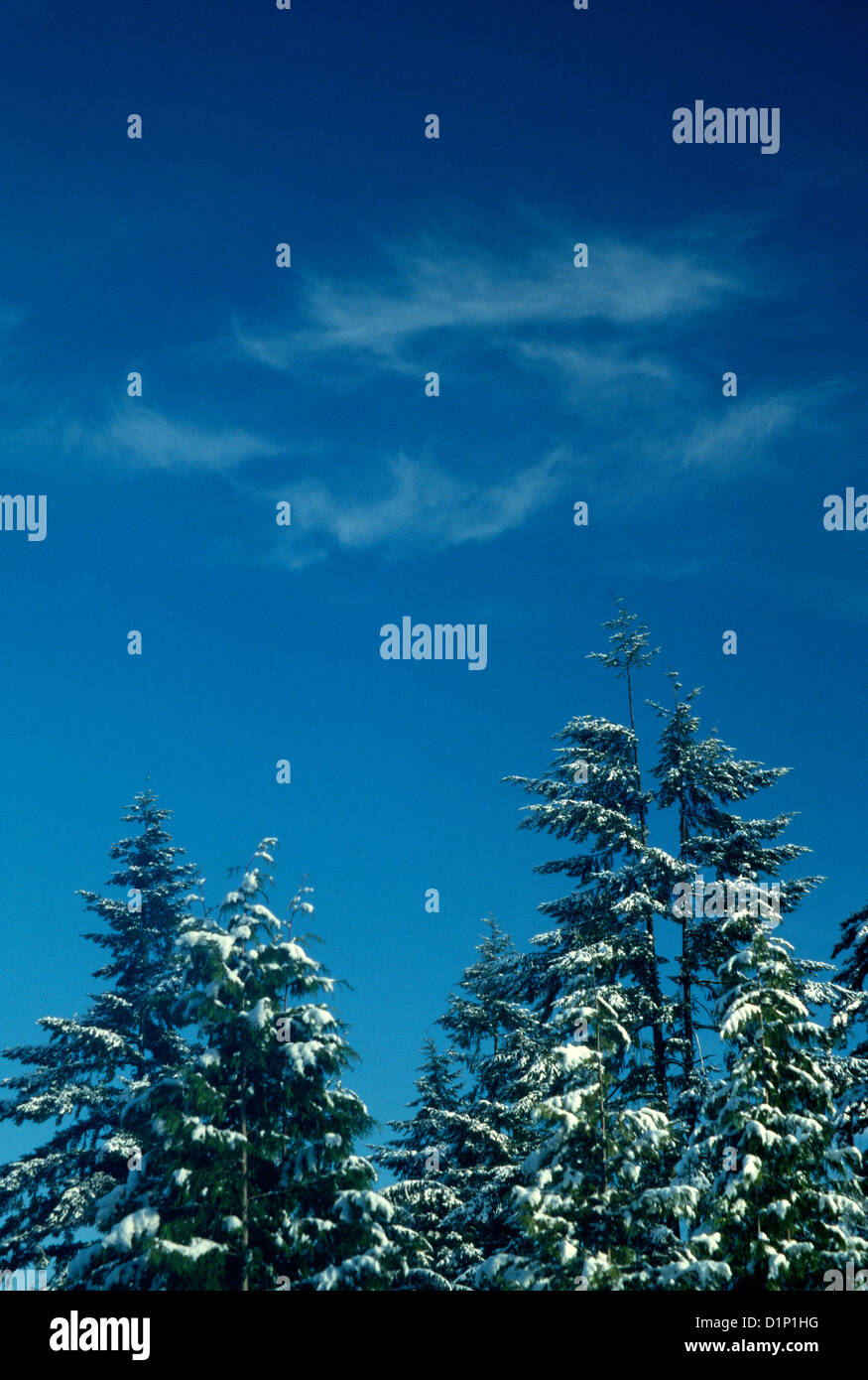 Snow on Trees Stock Photo - Alamy