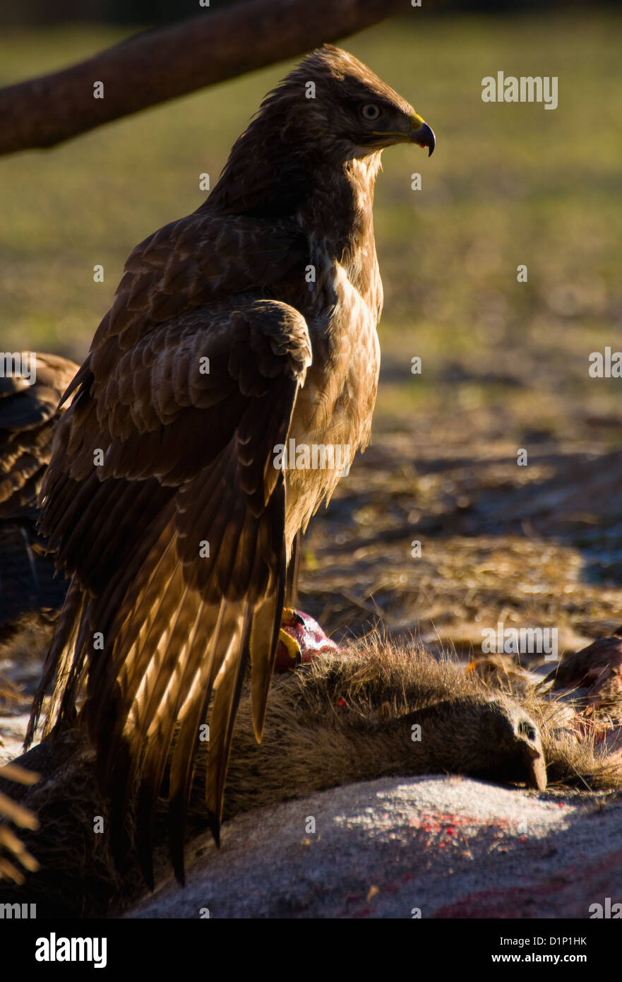 Killer frost hi-res stock photography and images - Alamy