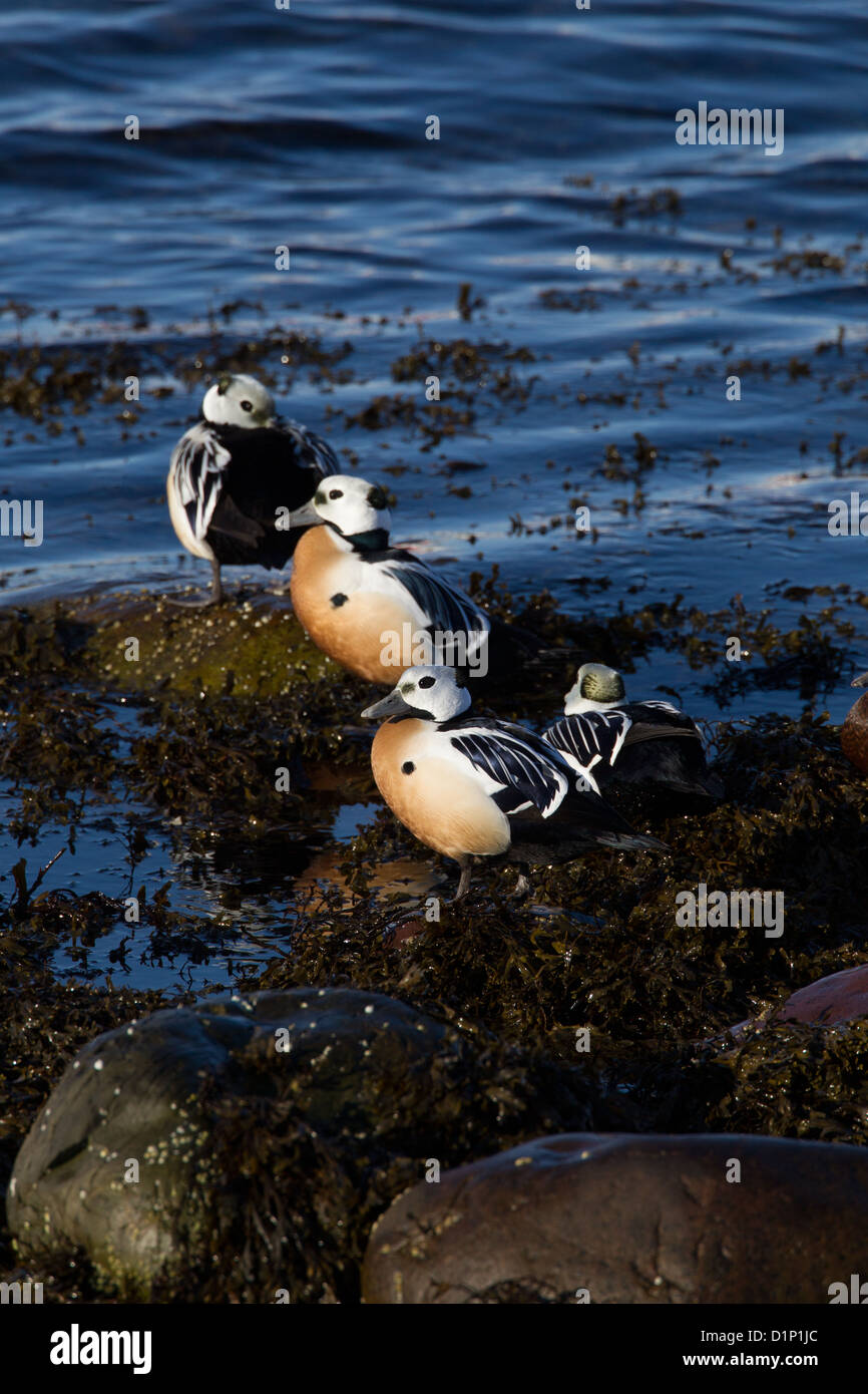 Steller's Eider Polysticta stelleri Varanger, Finnmark, Norway Stock ...