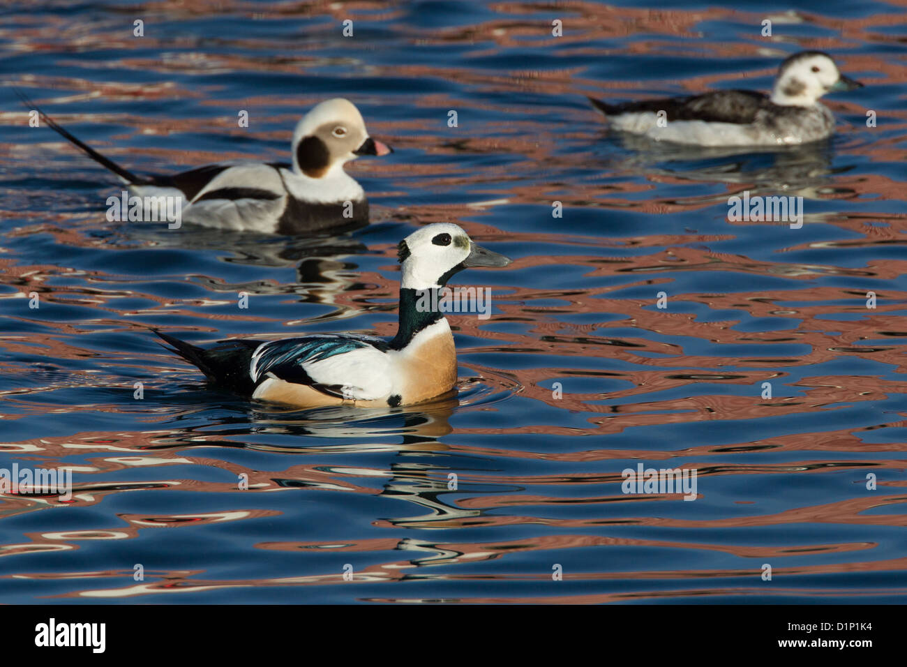 Steller's Eider Polysticta stelleri with Long-tailed Ducks Clangula ...
