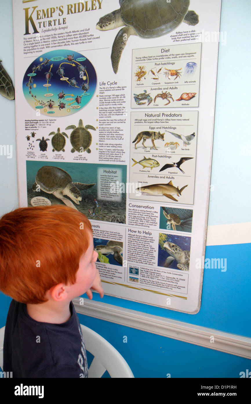 Turtle hospital marathon key florida hi-res stock photography and ...