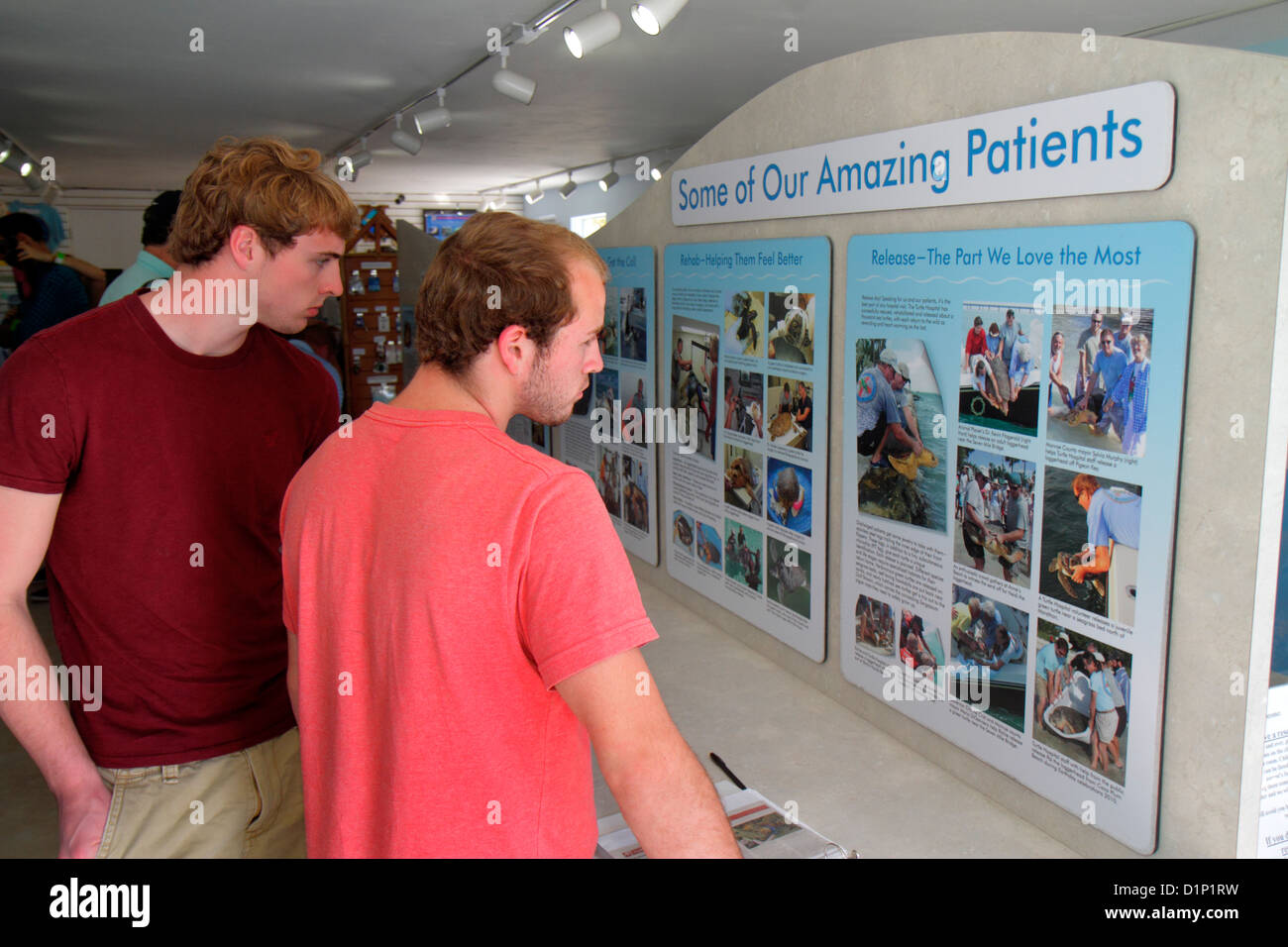 Turtle hospital marathon florida hi-res stock photography and images ...