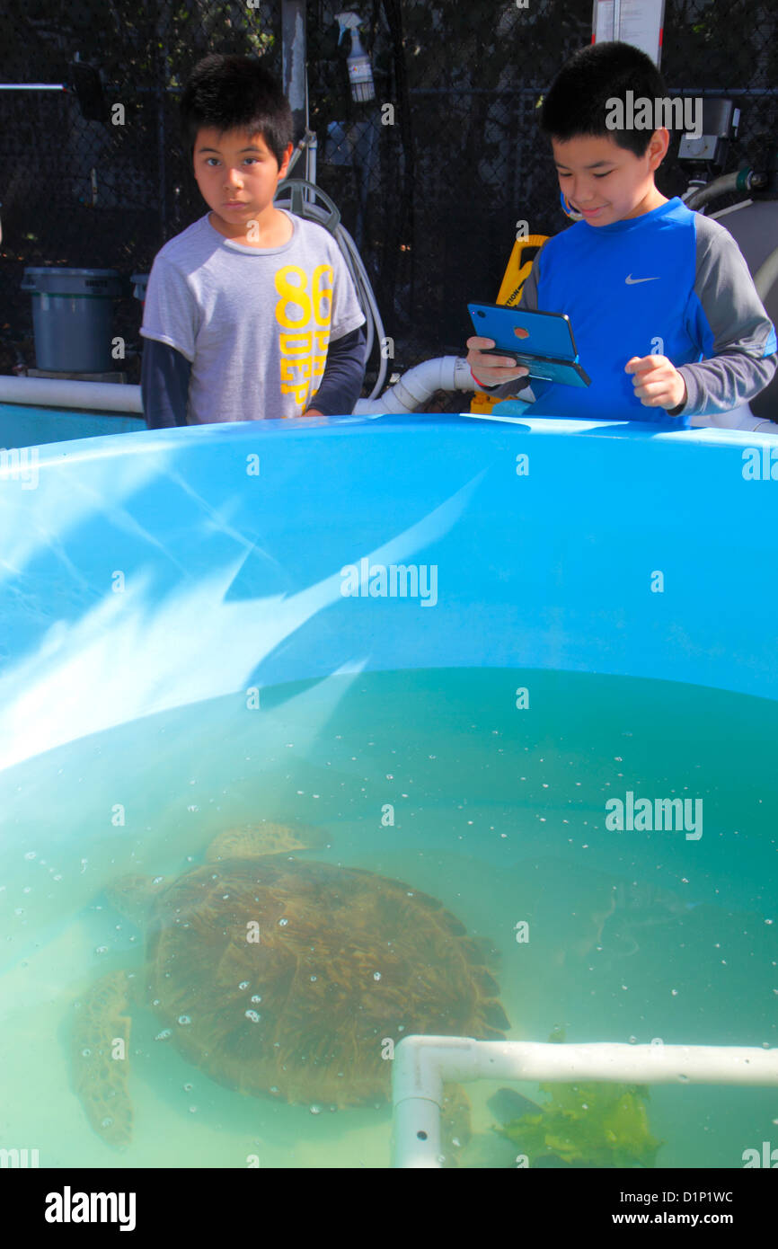 Turtle hospital marathon key florida hi-res stock photography and ...