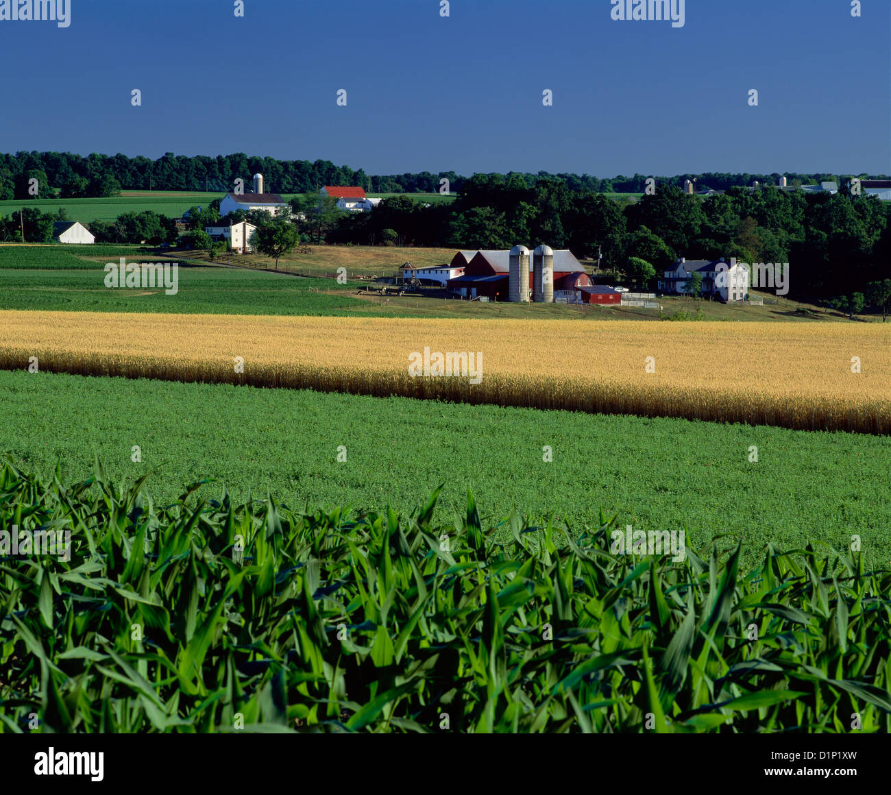 Fields barns corn plants hi-res stock photography and images - Alamy