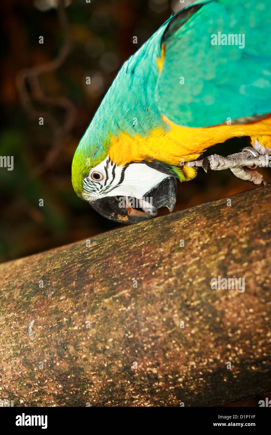 Randers Zoo High Resolution Stock Photography and Images - Alamy