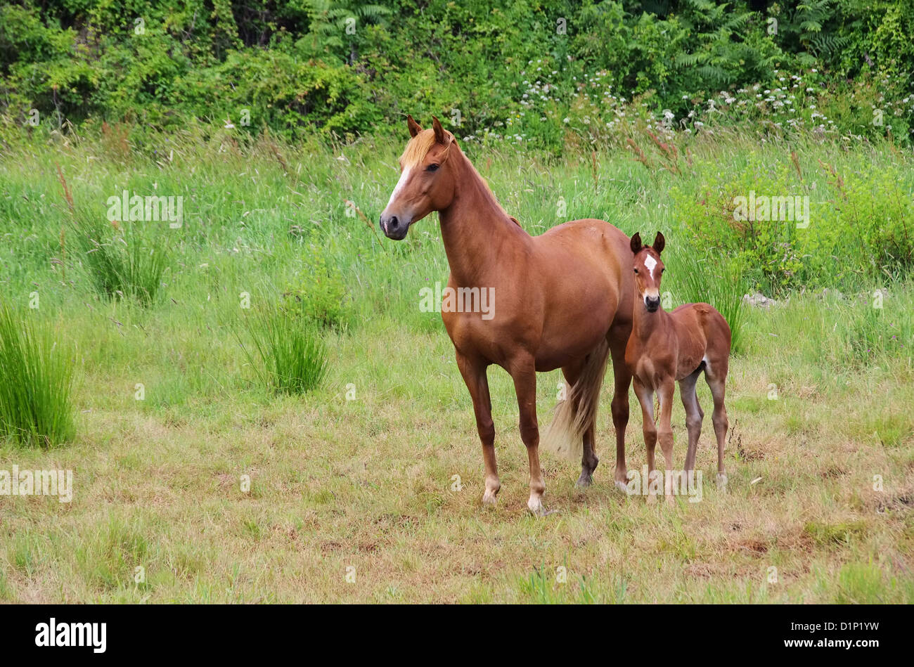 Pferd - horse 07 Stock Photo - Alamy