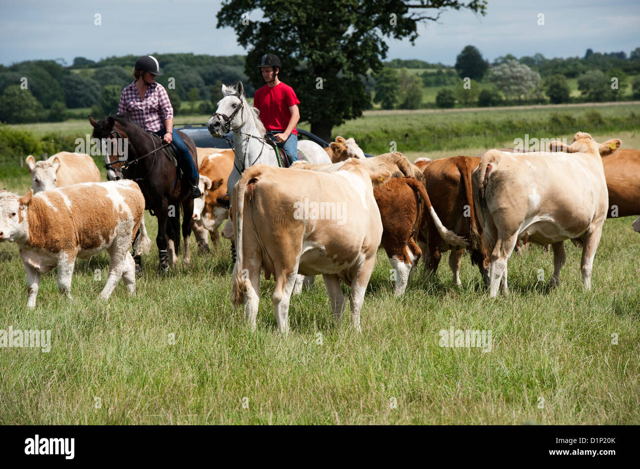 Cowboy Rounding Up Horses High Resolution Stock Photography and Images ...