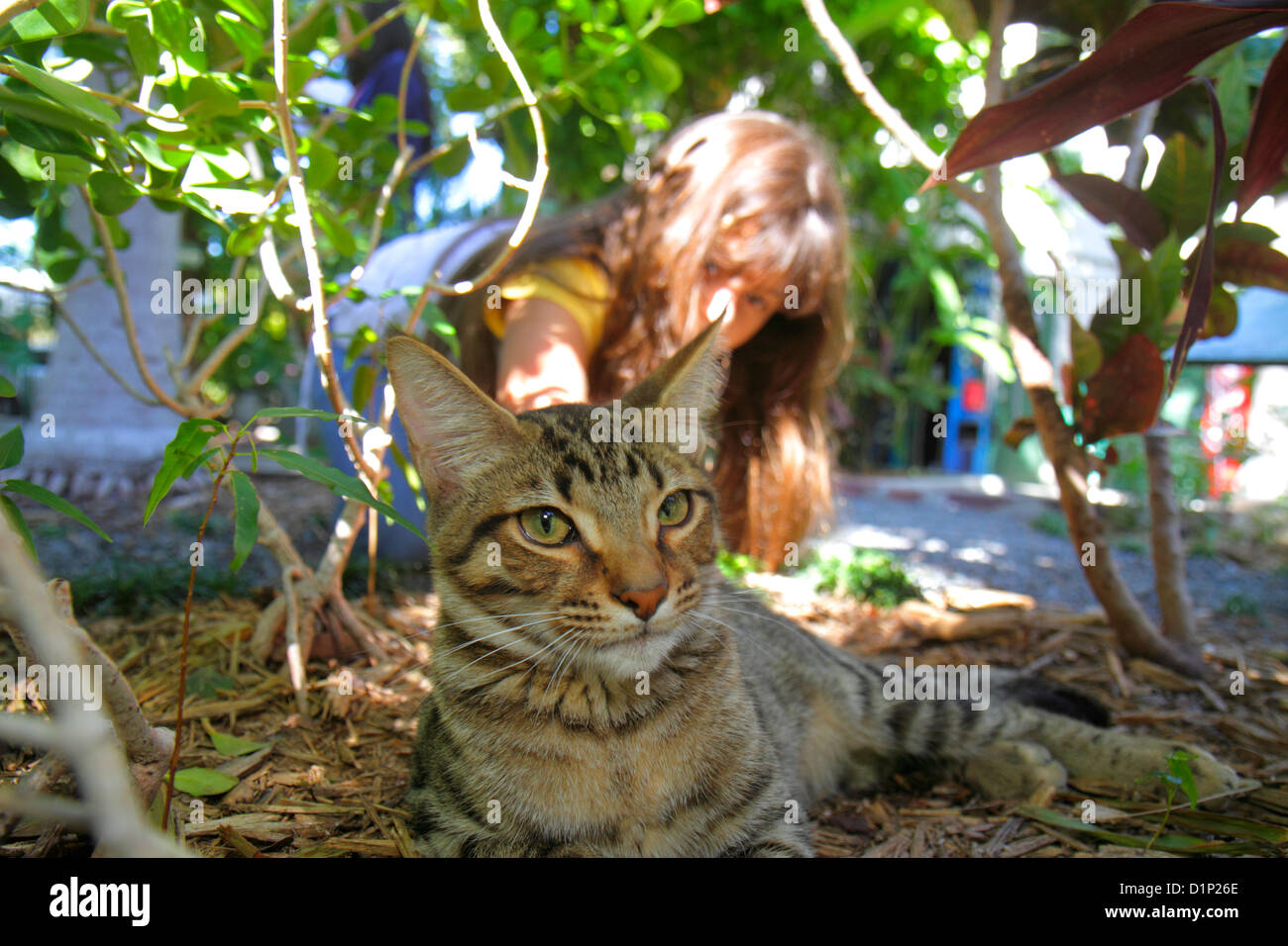 Florida Key West Florida,Keys Whitehead Street,The Ernest Hemingway ...