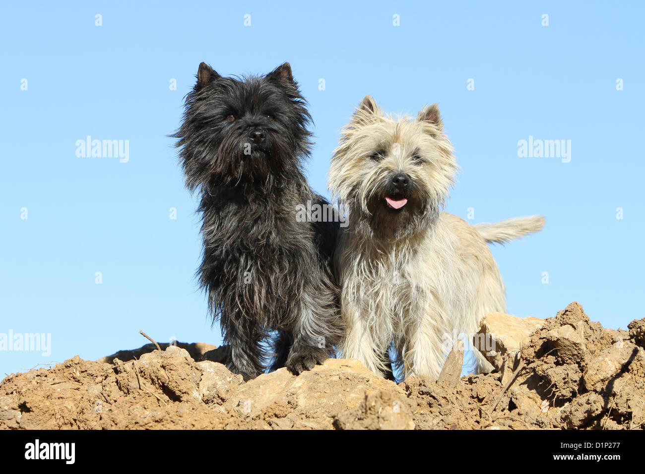 Dog Cairn Terrier two adults wheaten and black standing Stock Photo - Alamy