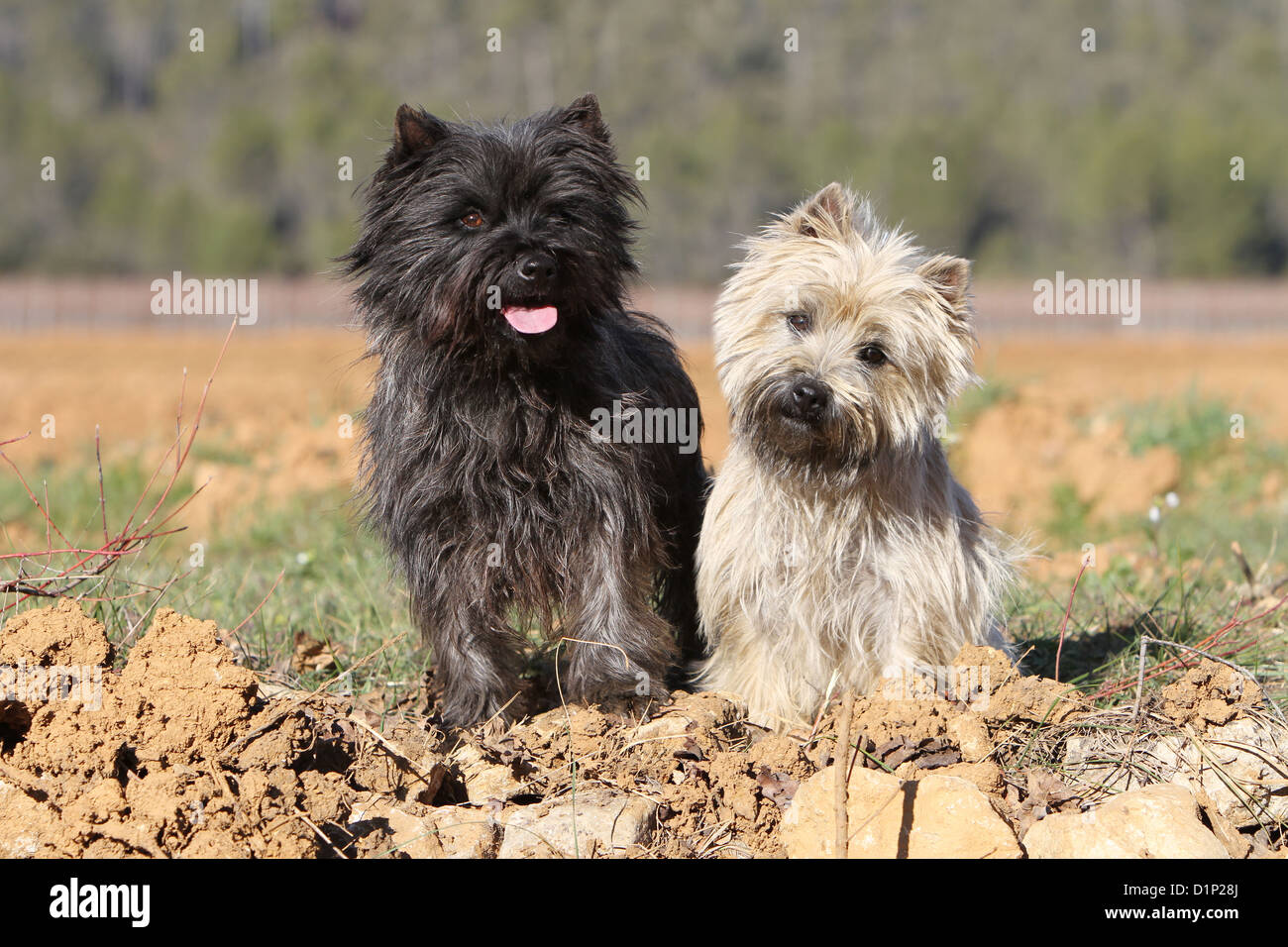 Dog Cairn Terrier two adults wheaten and black standing in a field ...