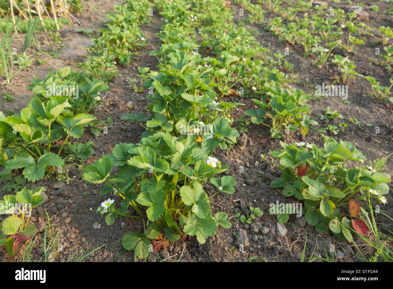Everbearing strawberries in early summer growing in rows in an ...