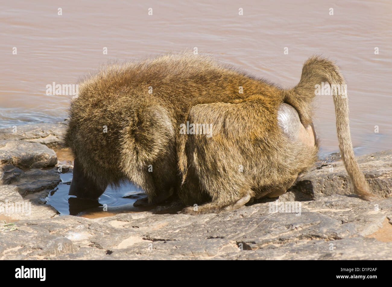 Also called the anubis baboon hi-res stock photography and images - Alamy