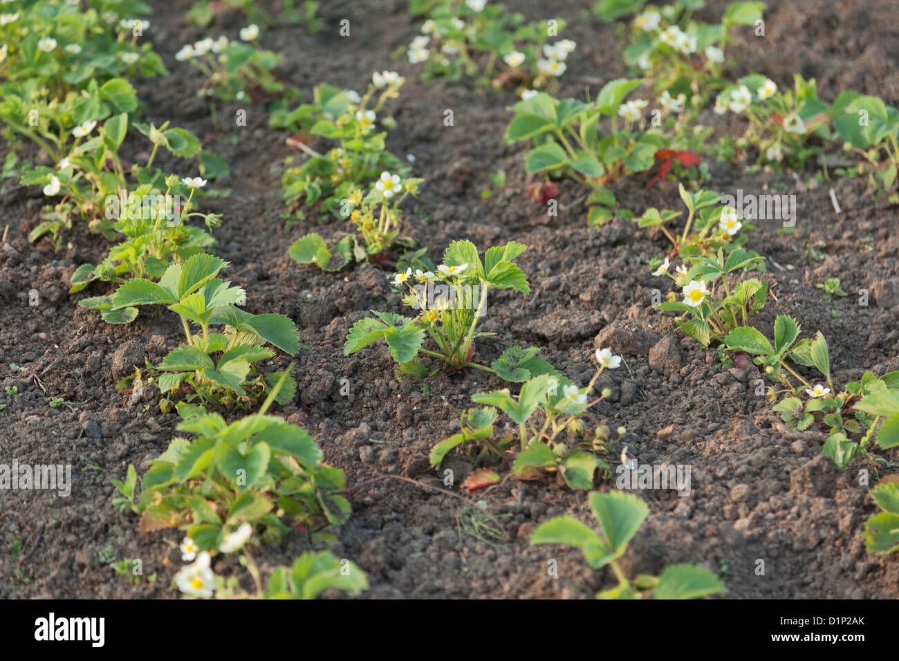 Everbearing strawberries in early summer growing in rows in an ...