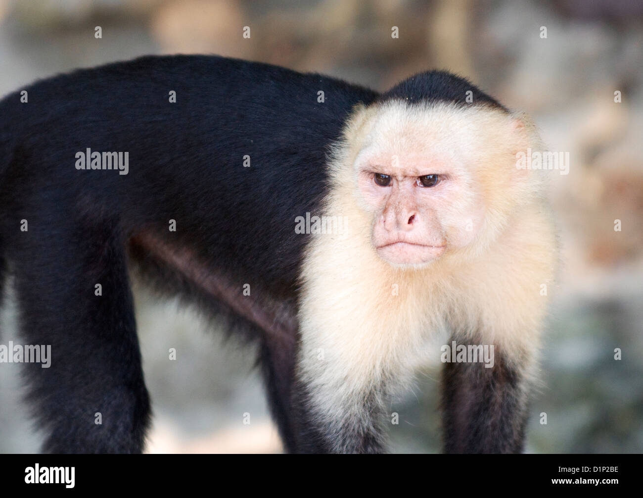 Capuchin wild hi-res stock photography and images - Alamy