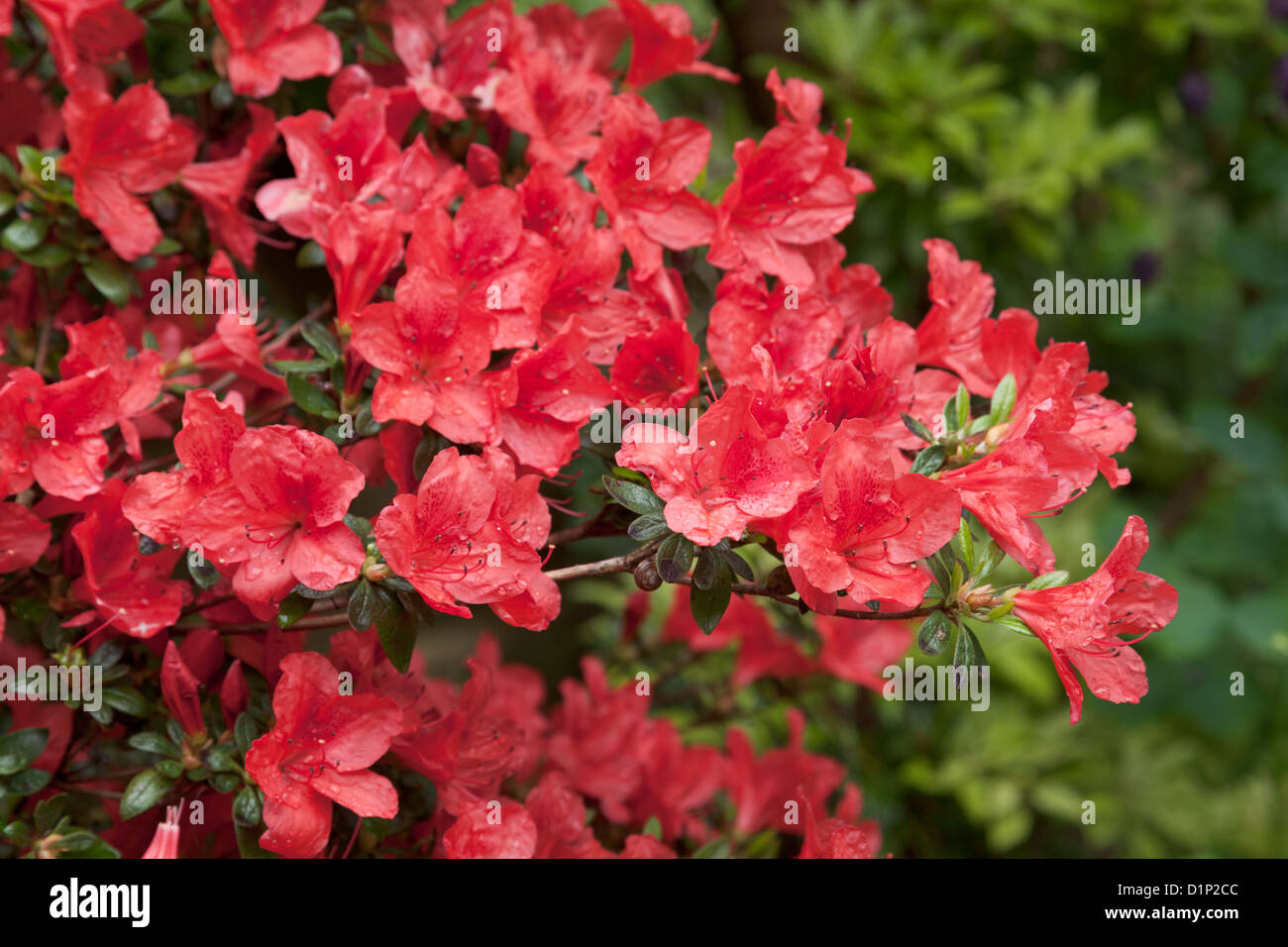 Red azalea in flower Stock Photo - Alamy