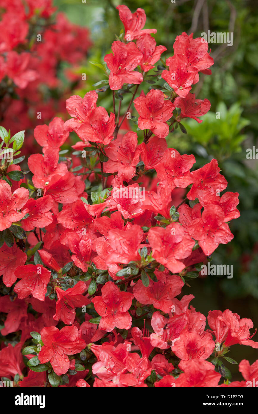 Azalea border hi-res stock photography and images - Alamy