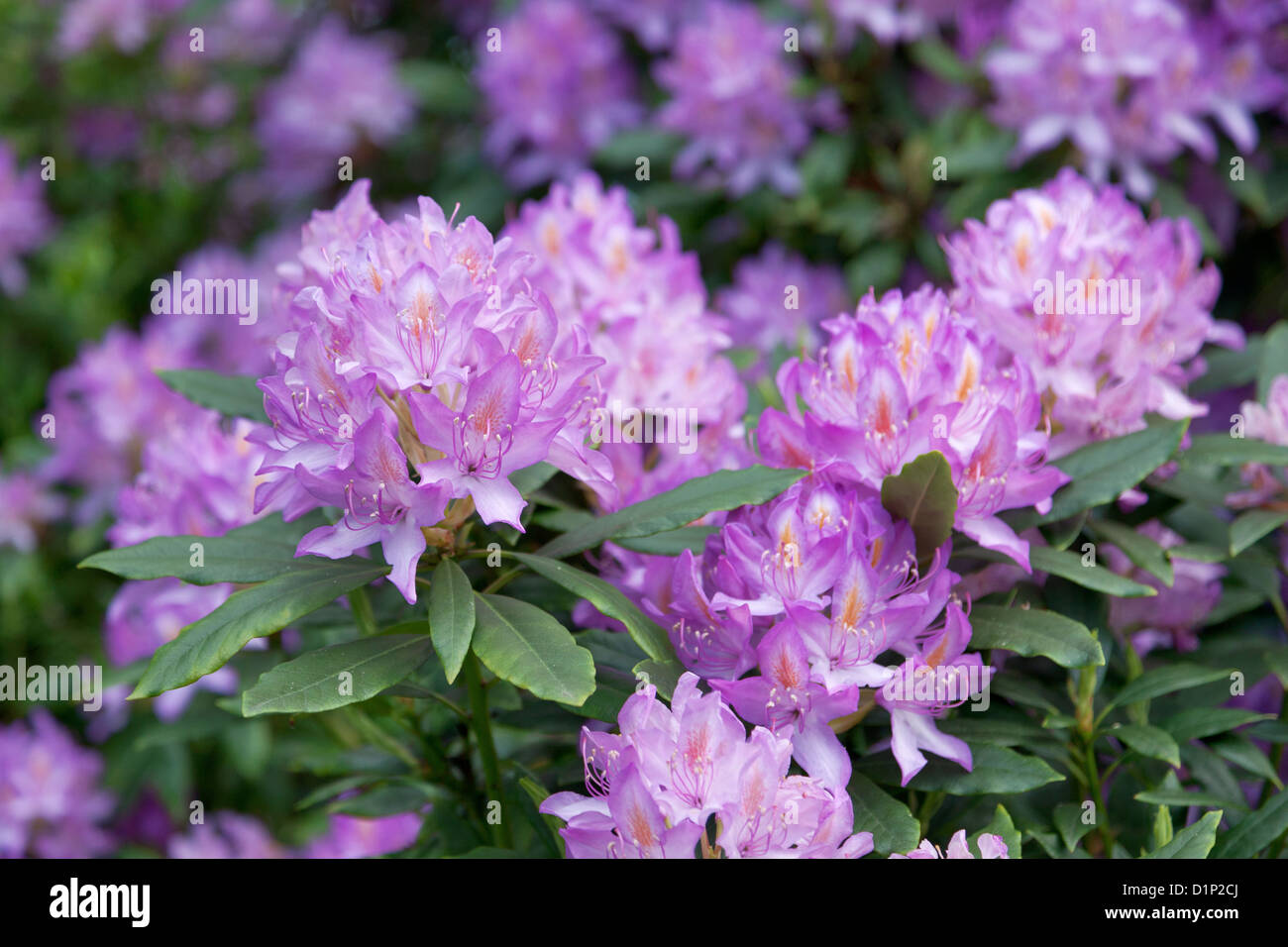 Mature purple rhododendron in flower in garden Stock Photo - Alamy