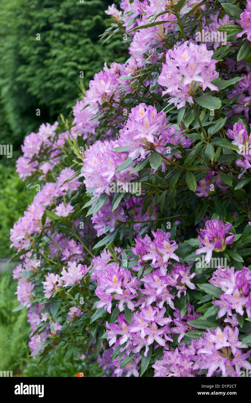 Mature purple rhododendron in flower in garden Stock Photo - Alamy