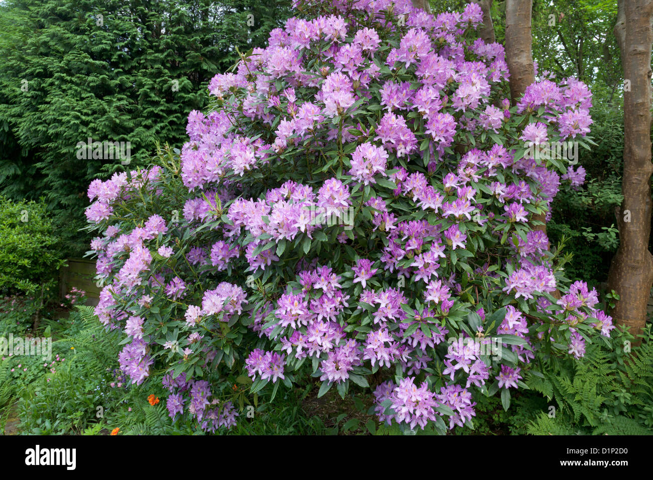 Mature purple rhododendron in flower in garden Stock Photo - Alamy