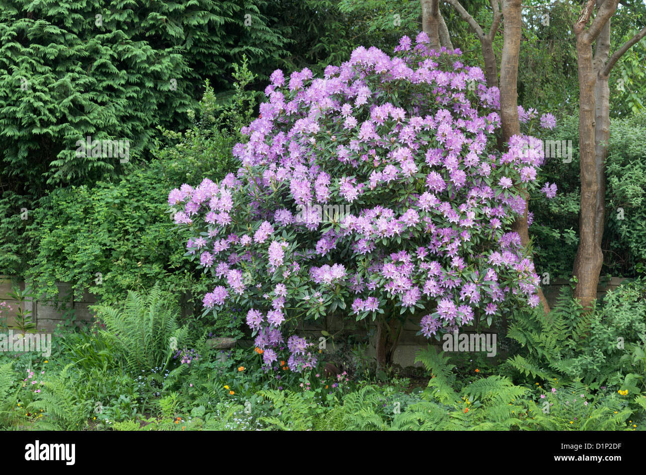 Mature purple rhododendron in garden Stock Photo - Alamy