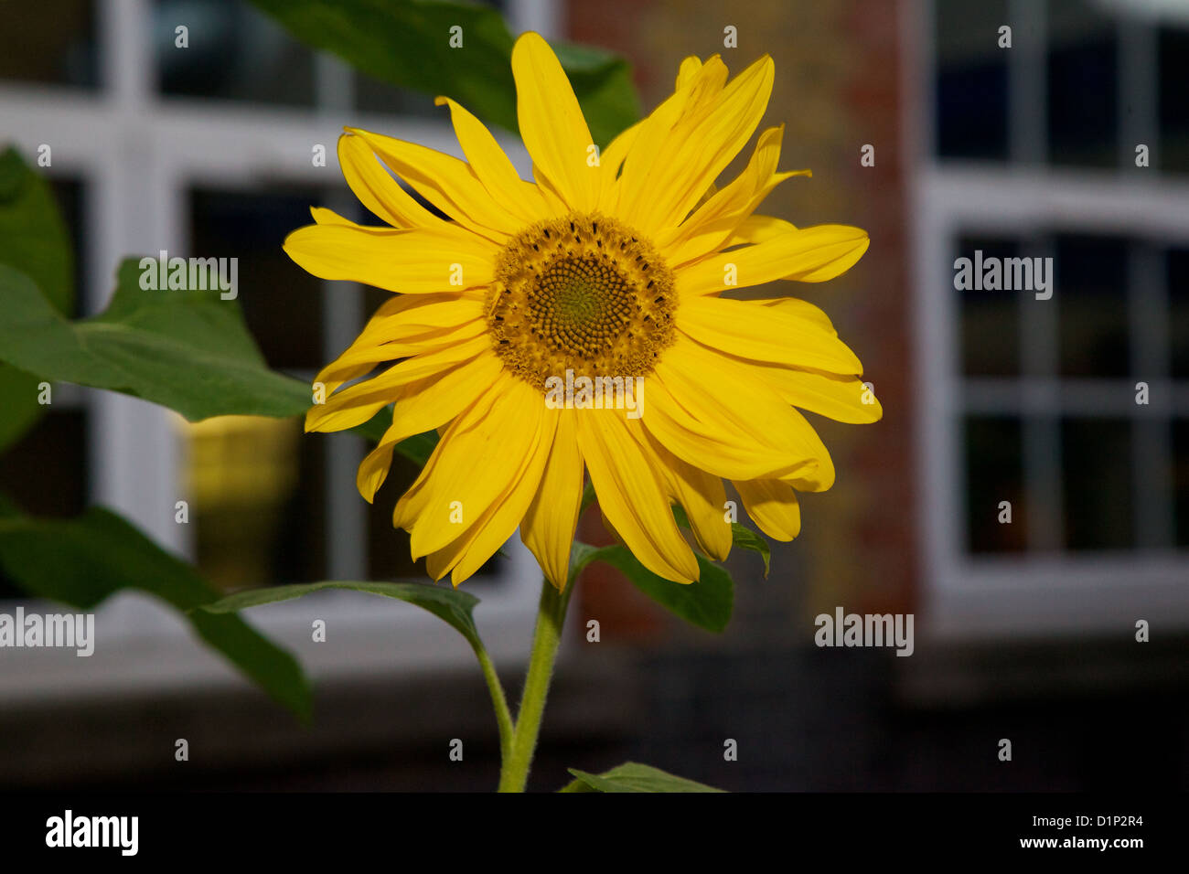 Sunflower flash hi-res stock photography and images - Alamy